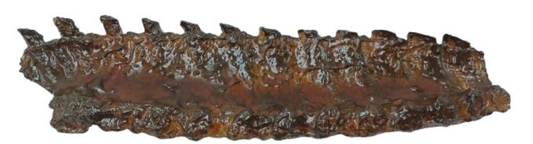 Rack of Baby Back Ribs Fake Food Replica - Etsy