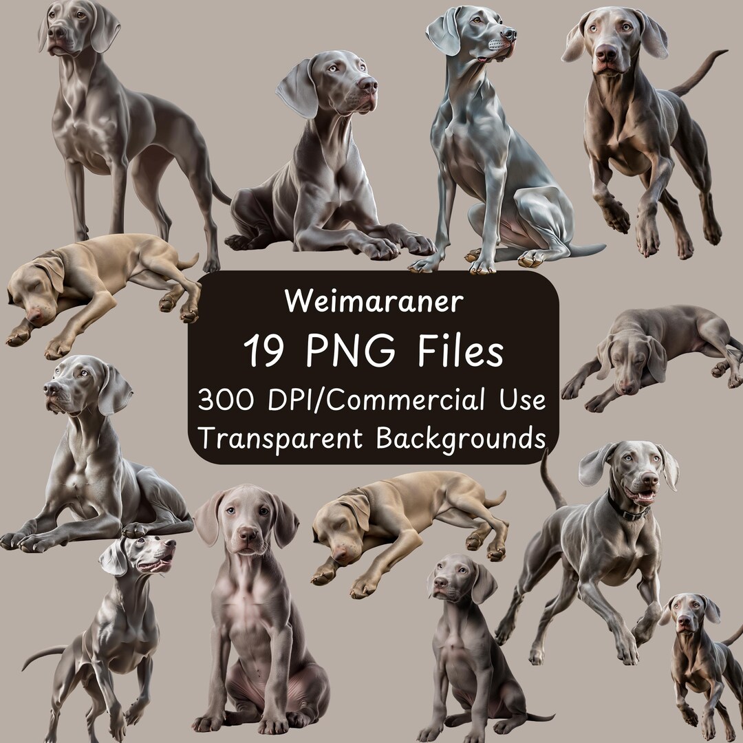 Weimaraner - Dog Breed - Realistic Illustrations - 19 PNG Files ...