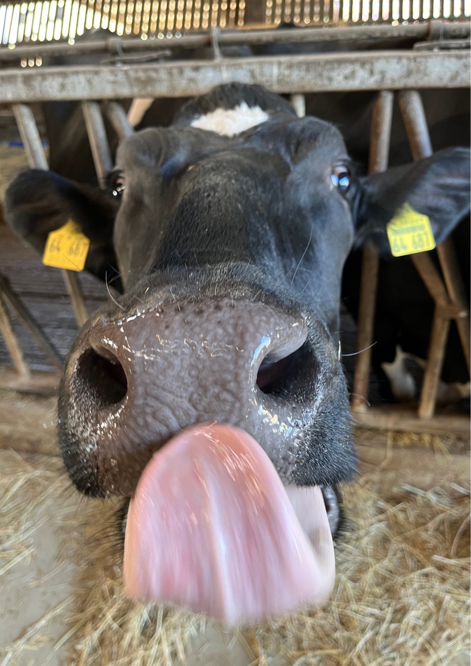 Cow Kiss Farm. Poster - Etsy