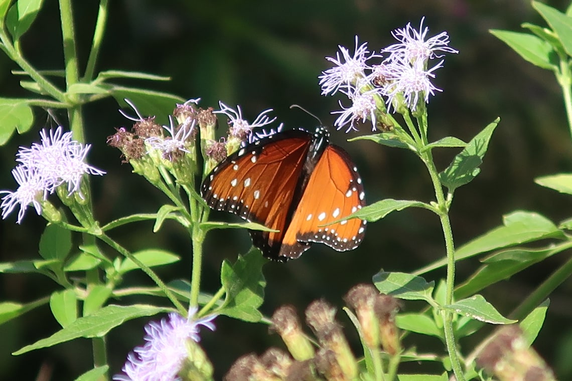 Blue Boneset (chromolaena Odorata) - Wild Flower Seeds - Etsy