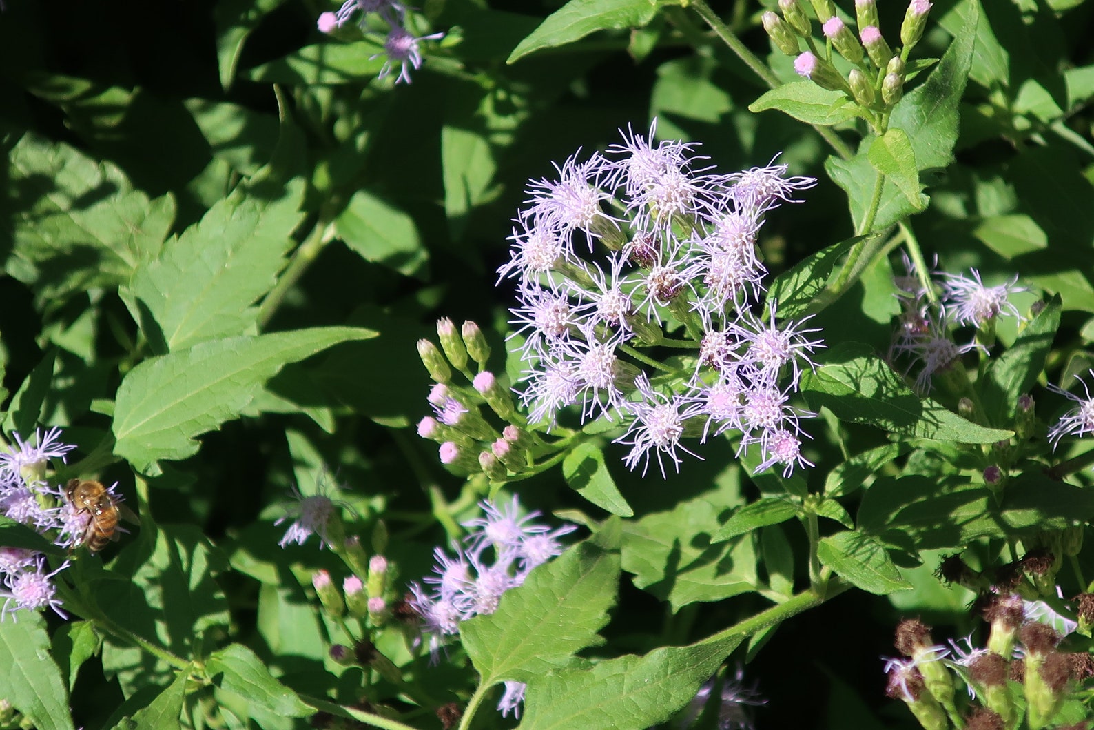 Blue Boneset (chromolaena Odorata) - Wild Flower Seeds - Etsy