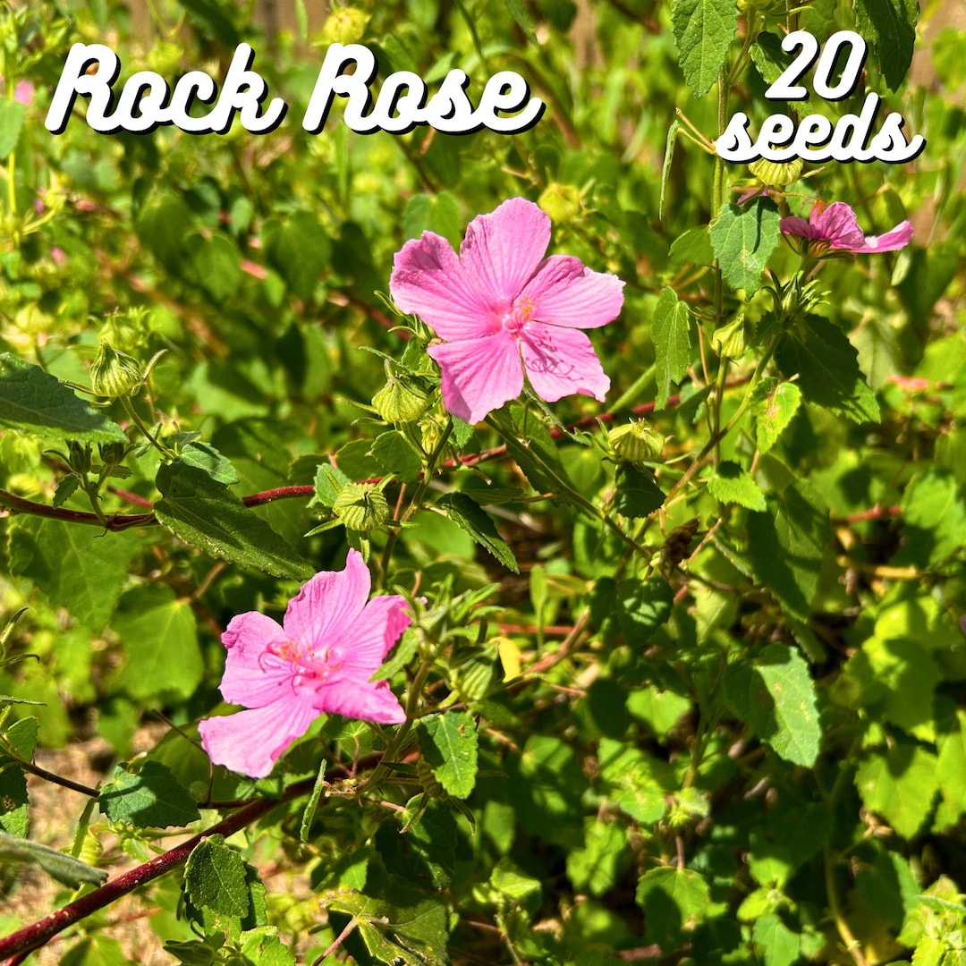 Rock Rose Seeds (pavonia Lasiopetala) - Etsy
