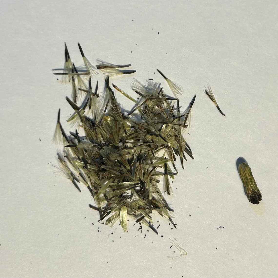 Blue Boneset (chromolaena Odorata) - Wild Flower Seeds - Etsy