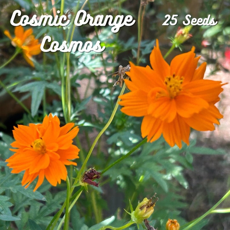 Cosmic Orange Cosmos Seeds - Etsy