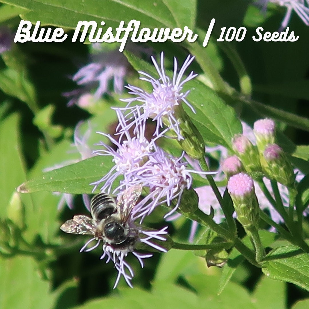 Blue Boneset (chromolaena Odorata) - Wild Flower Seeds - Etsy