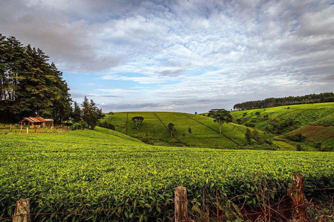 Kenyan Deep Green Tea Fields - Etsy