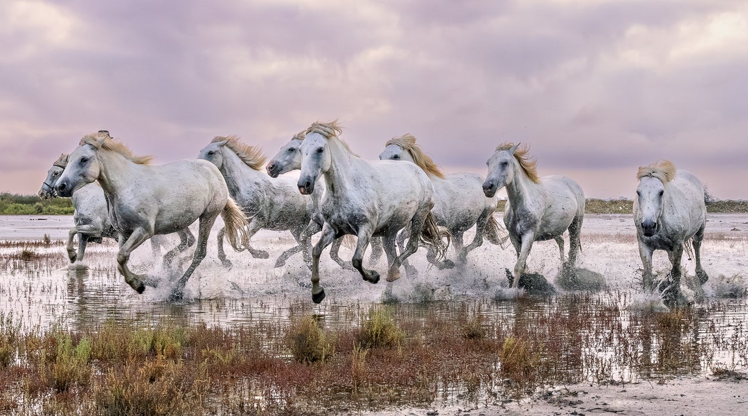 Camargue France White Wild Stallions Horses Photography Color Canvas ...
