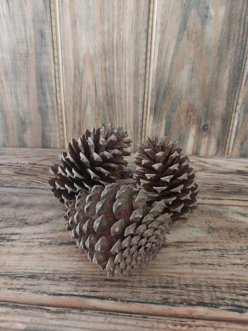 10 Natural Pine Cones - Etsy