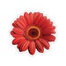 Red Gerbera Daisy Sticker, Flower Types, Flower Stickers, Laptop Decals ...