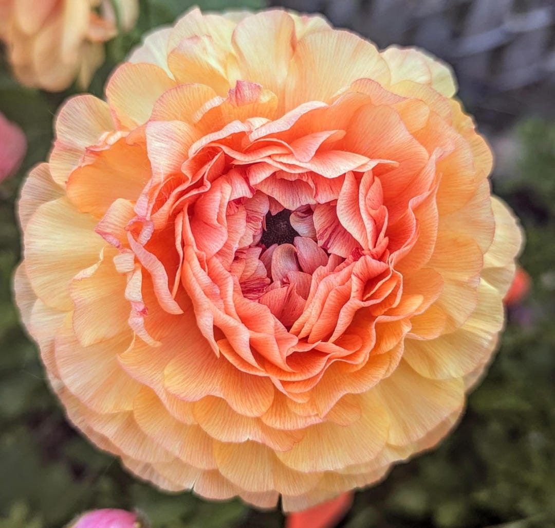 Digital Download Peach Ranunculus - Etsy