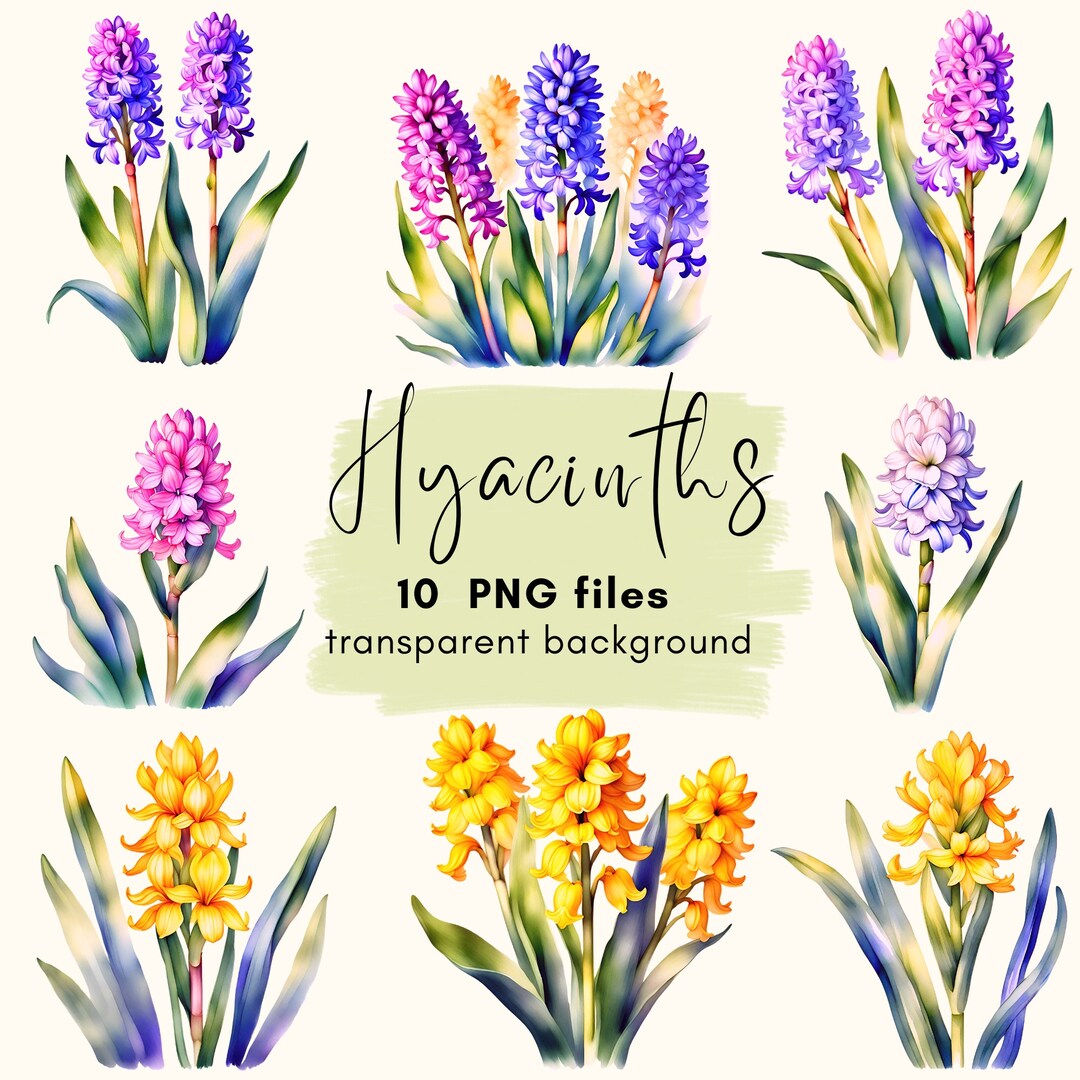 Hyacinths Clipart Bundle, Hyacinth Flowers Clipart Digital Download, Transparent PNG, Card ...