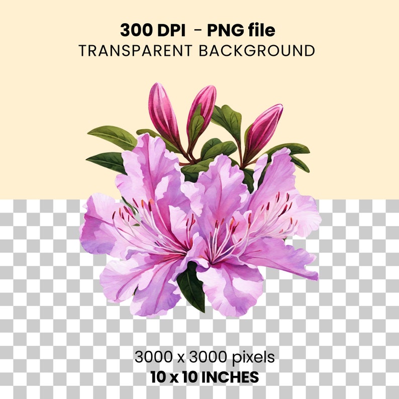 Azalea Clipart Bundle: Transparent PNG Blossoms (digital Download) - Etsy