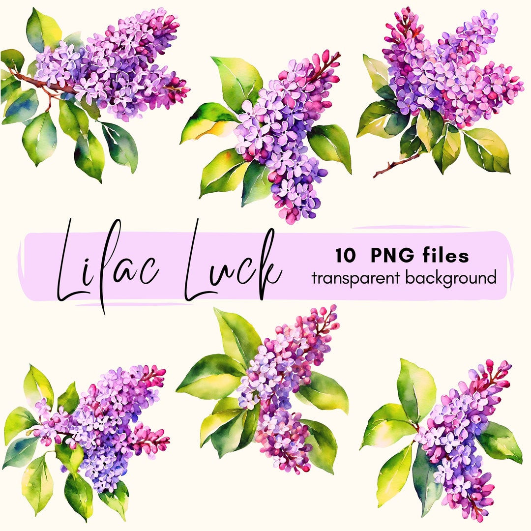 Lilac Branch Clipart Bundle: Transparent PNG Download for Commercial ...