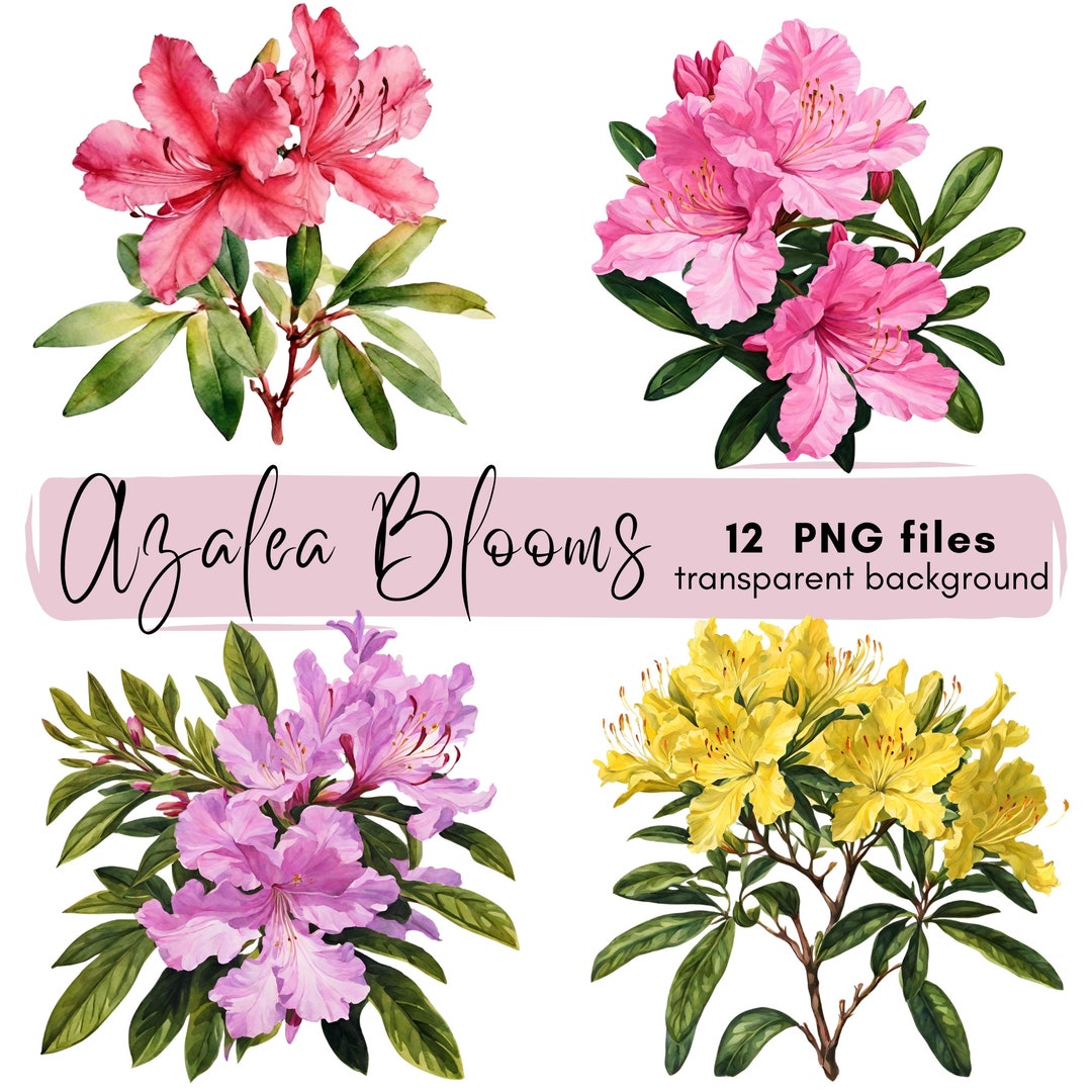 Azalea Clipart Bundle: Transparent PNG Blossoms (digital Download) - Etsy