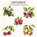 Watercolor Fruits Clipart Bundle: Transparent PNG Images (digital ...