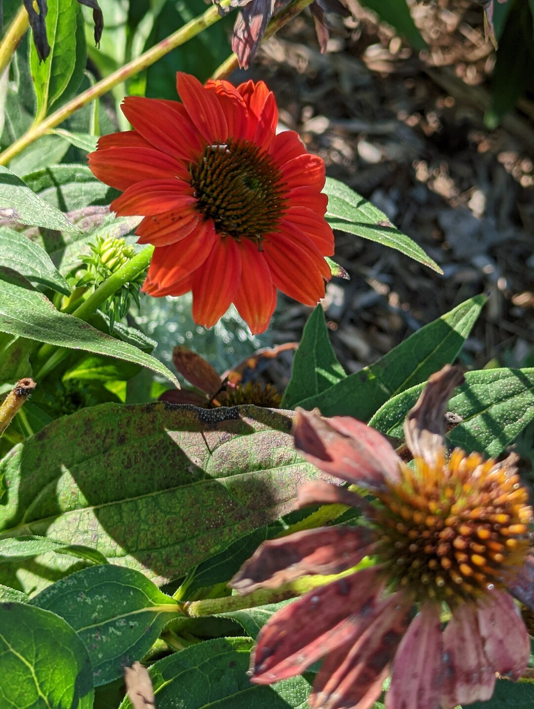 Red Coneflower echinacea Easy Sow and Grow Garden Favorite-a Helpful ...