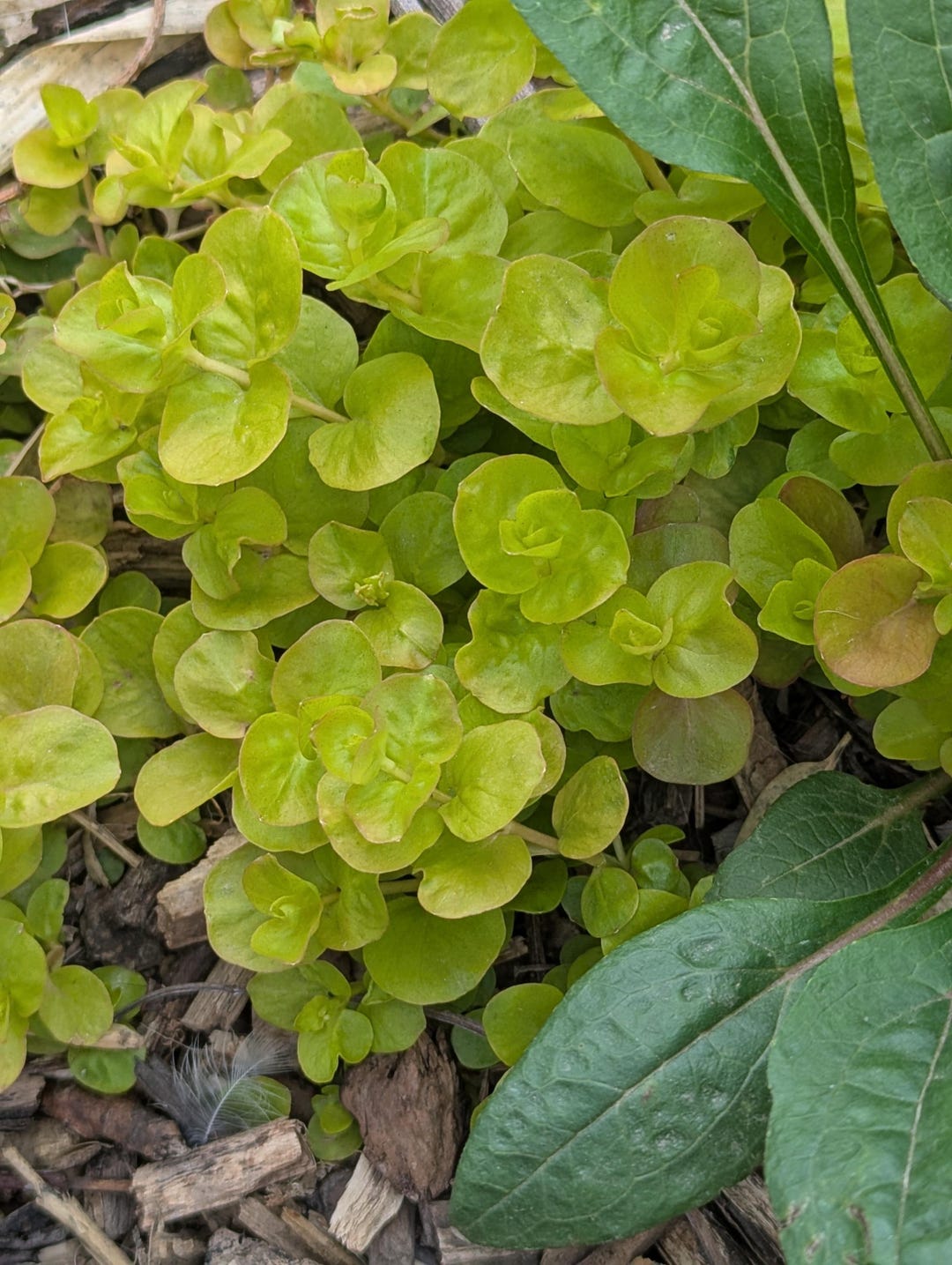 Creeping Jenny Lysimachia Nummularia Perennial Ground Cover Plant Start ...