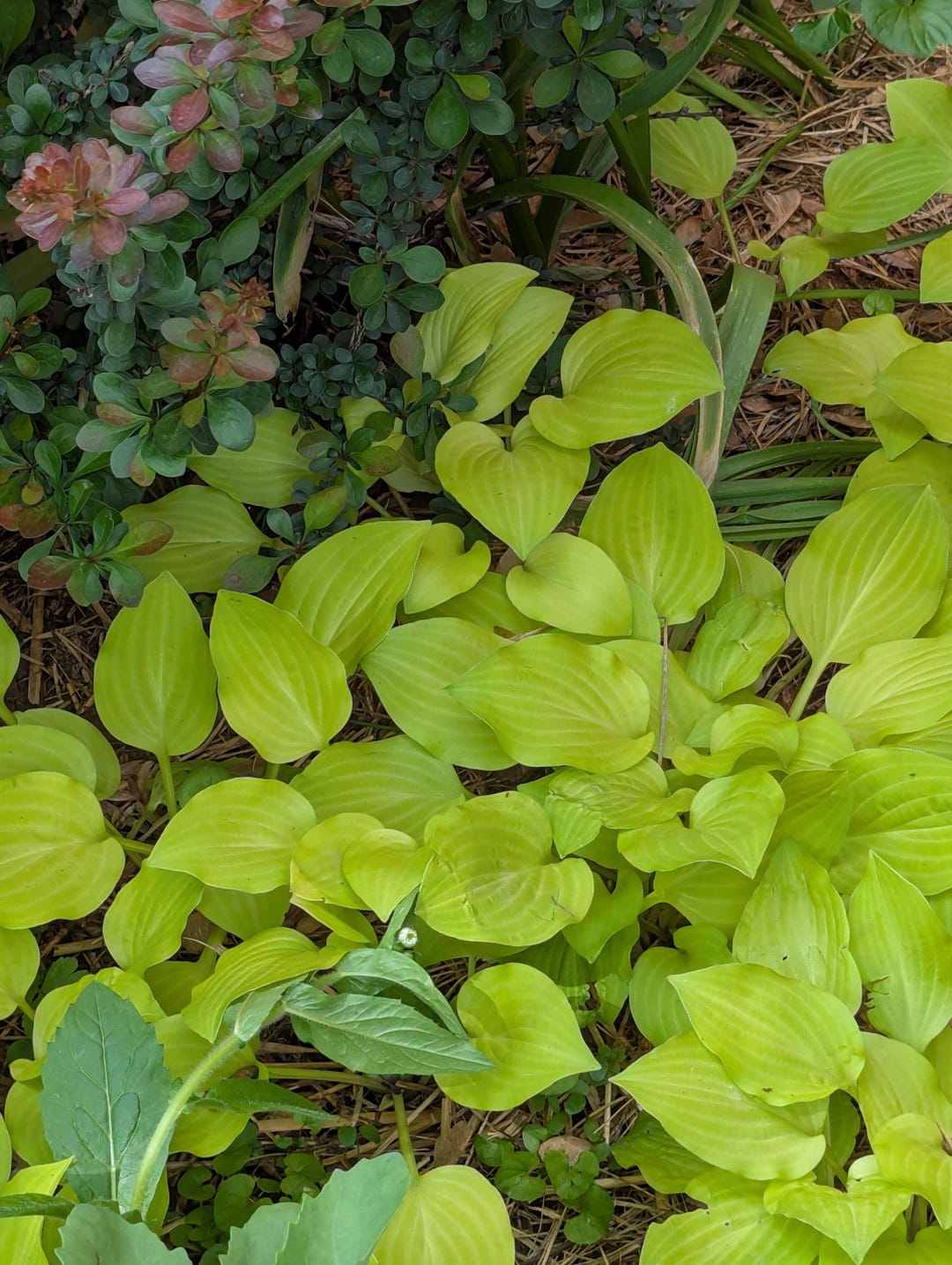 Lime Green Hosta Plant Shade Perennial Plant Start Easy to Grow Low ...