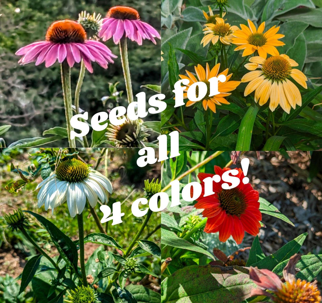 Coneflower Seeds Echinacea Flower Mixed Colors Single Flowers Garden ...