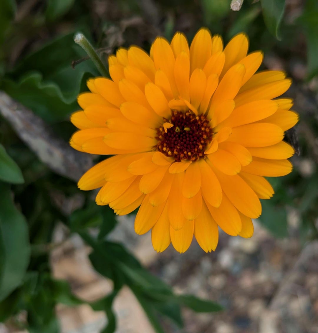 Dried Calendula Flowers for Tea Supplements Balms Herb Medicinal Home ...