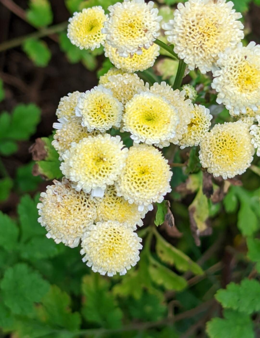 White Feverfew Flower Seeds Annual Flower Seeds Matriarch Seeds - Etsy