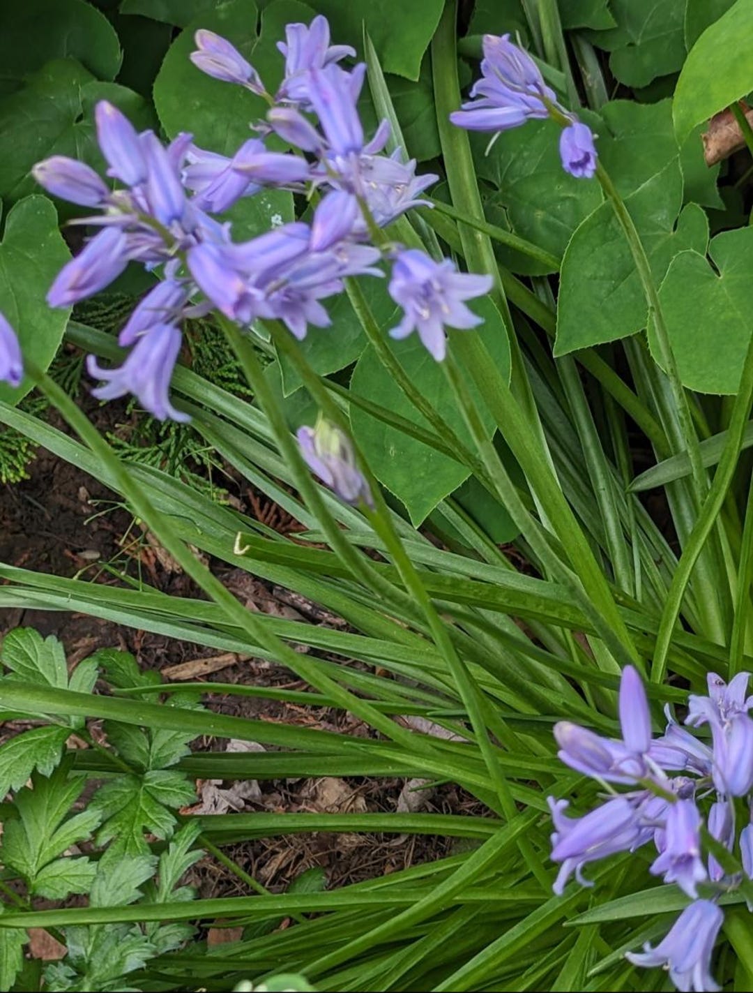 Bluebell Live Plant Bulb Clumps Blue Spring Flowers Bulb for Shade ...