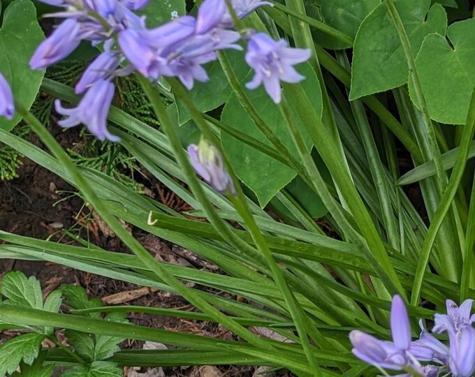 Bluebell Live Plant Bulb Clumps Blue Spring Flowers Bulb for Shade ...
