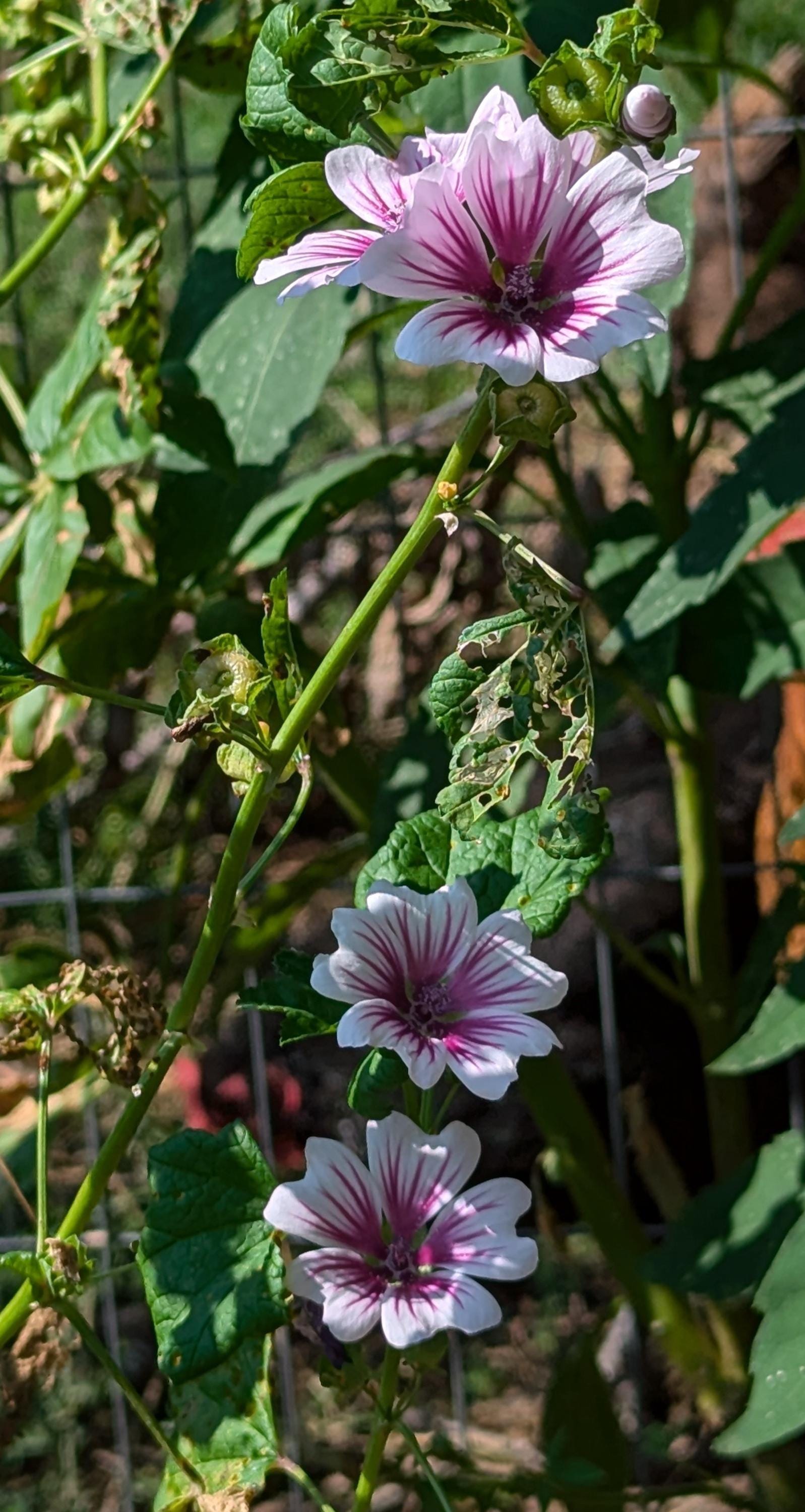 Zebrina Flower Seeds French Hollyhock Flower Seeds Perennial Flower ...