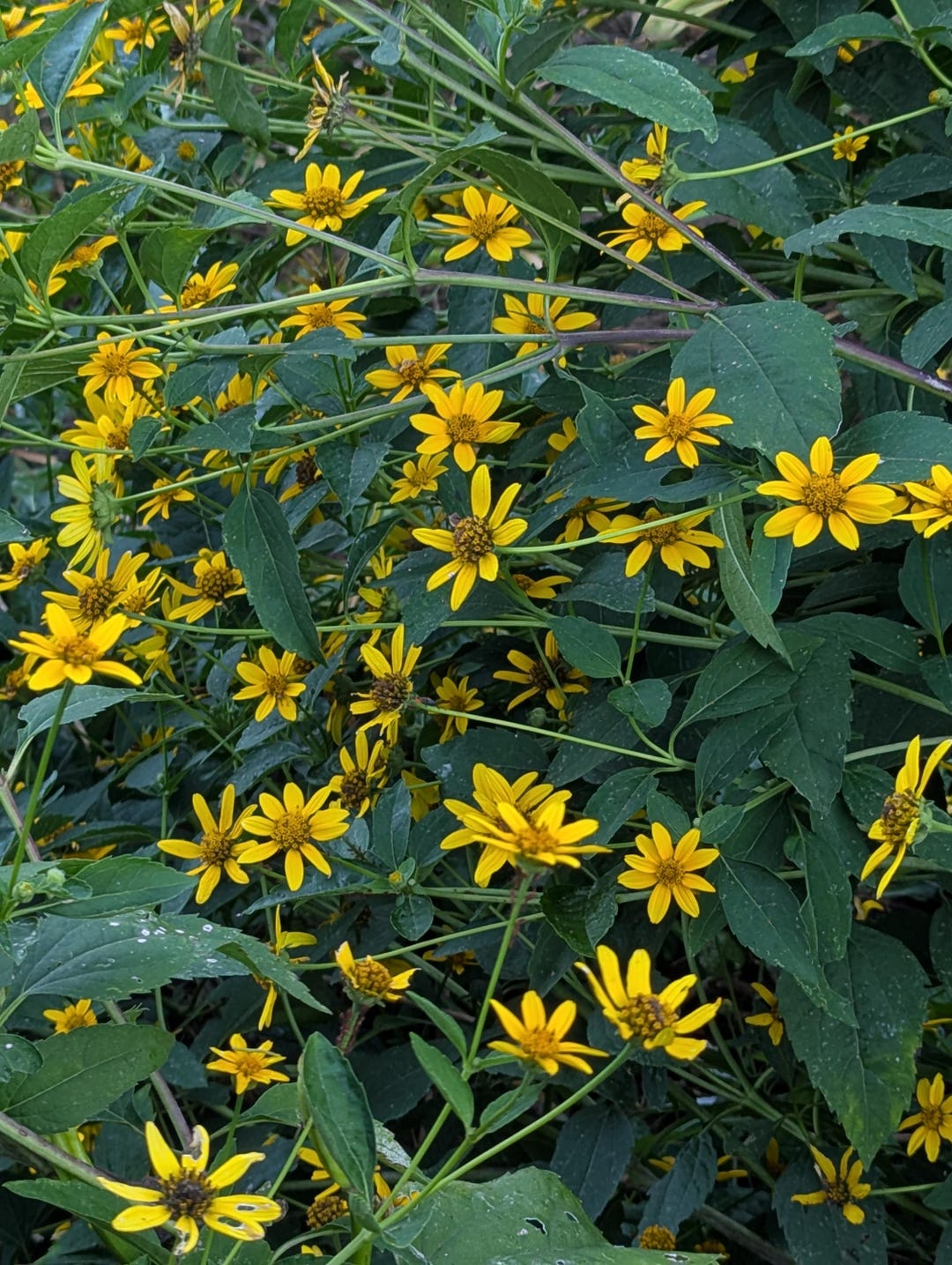 Heliopsis Perennial Flower Seed False Sunflower Easy to Grow Tall ...