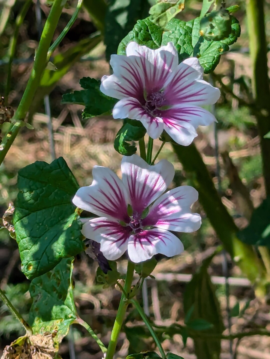 Zebrina Flower Seeds French Hollyhock Flower Seeds Perennial Flower ...