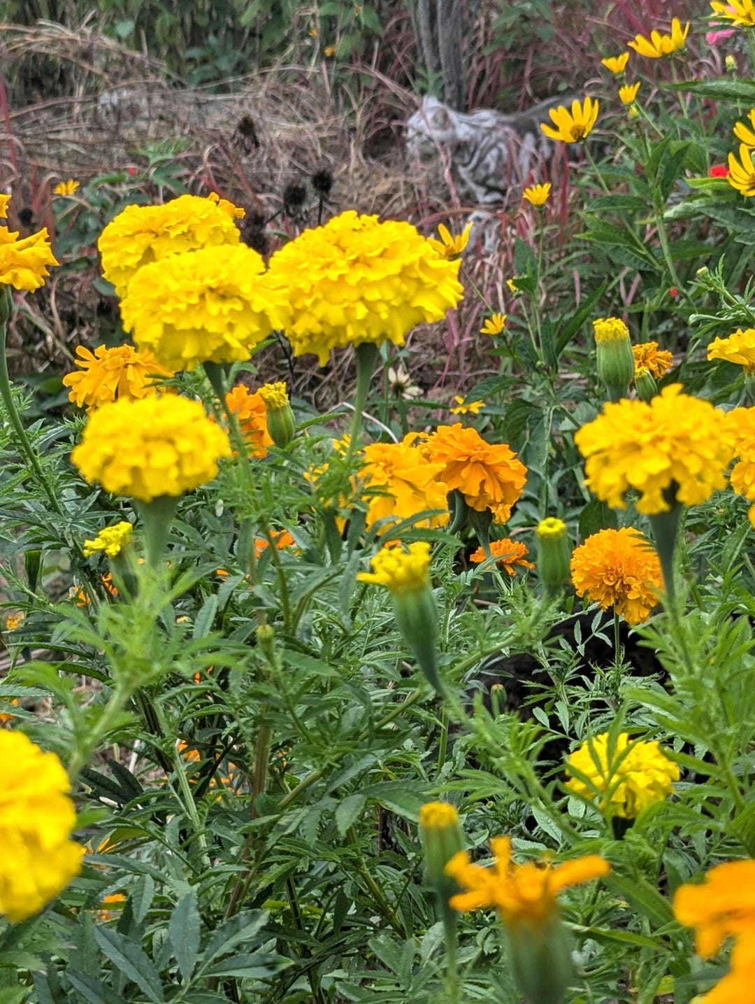 Marigold Flower Seed Annual Mixed Color Marigold Easy to Grow Flowers ...