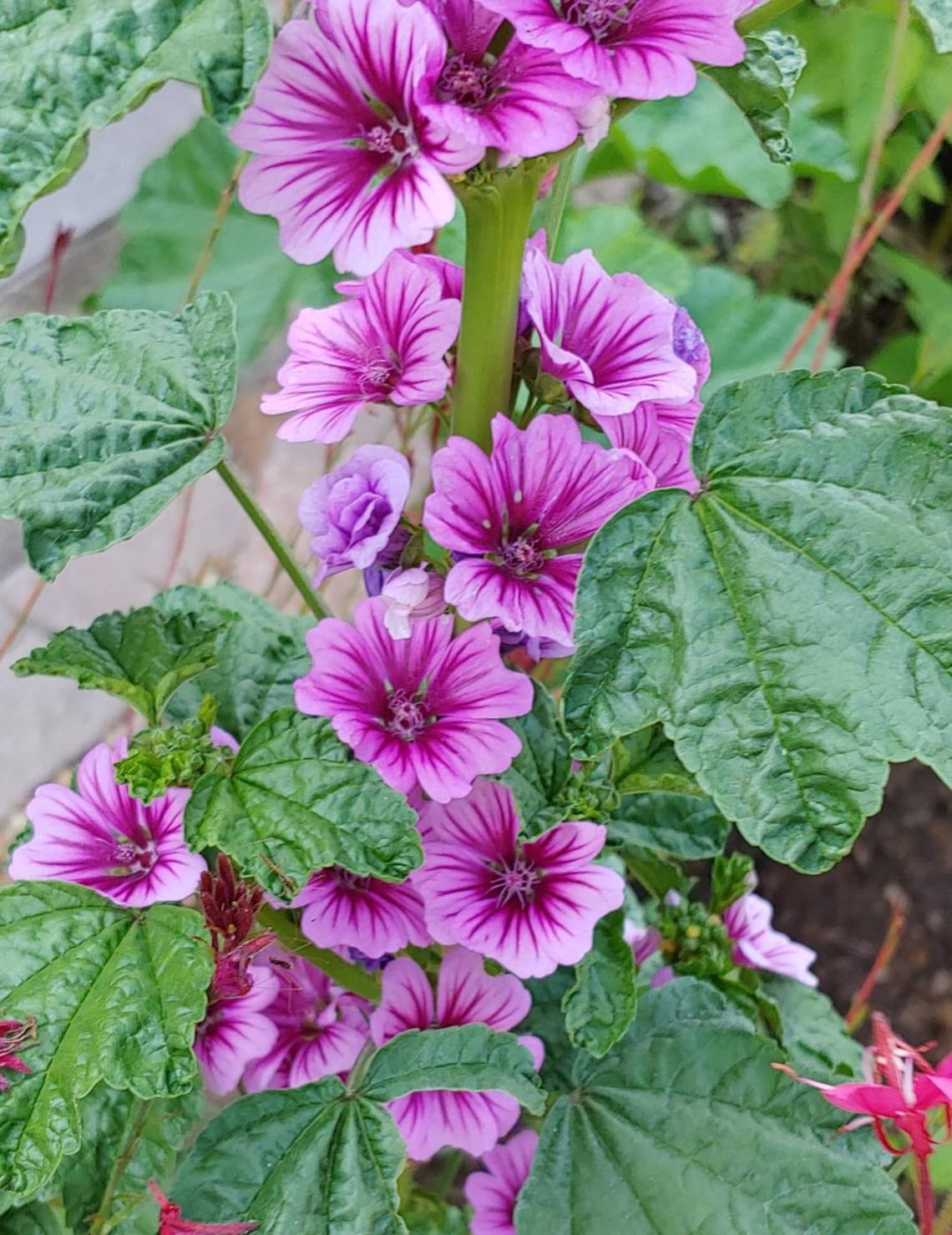 Zebrina Flower Seeds French Hollyhock Flower Seeds Perennial Flower ...
