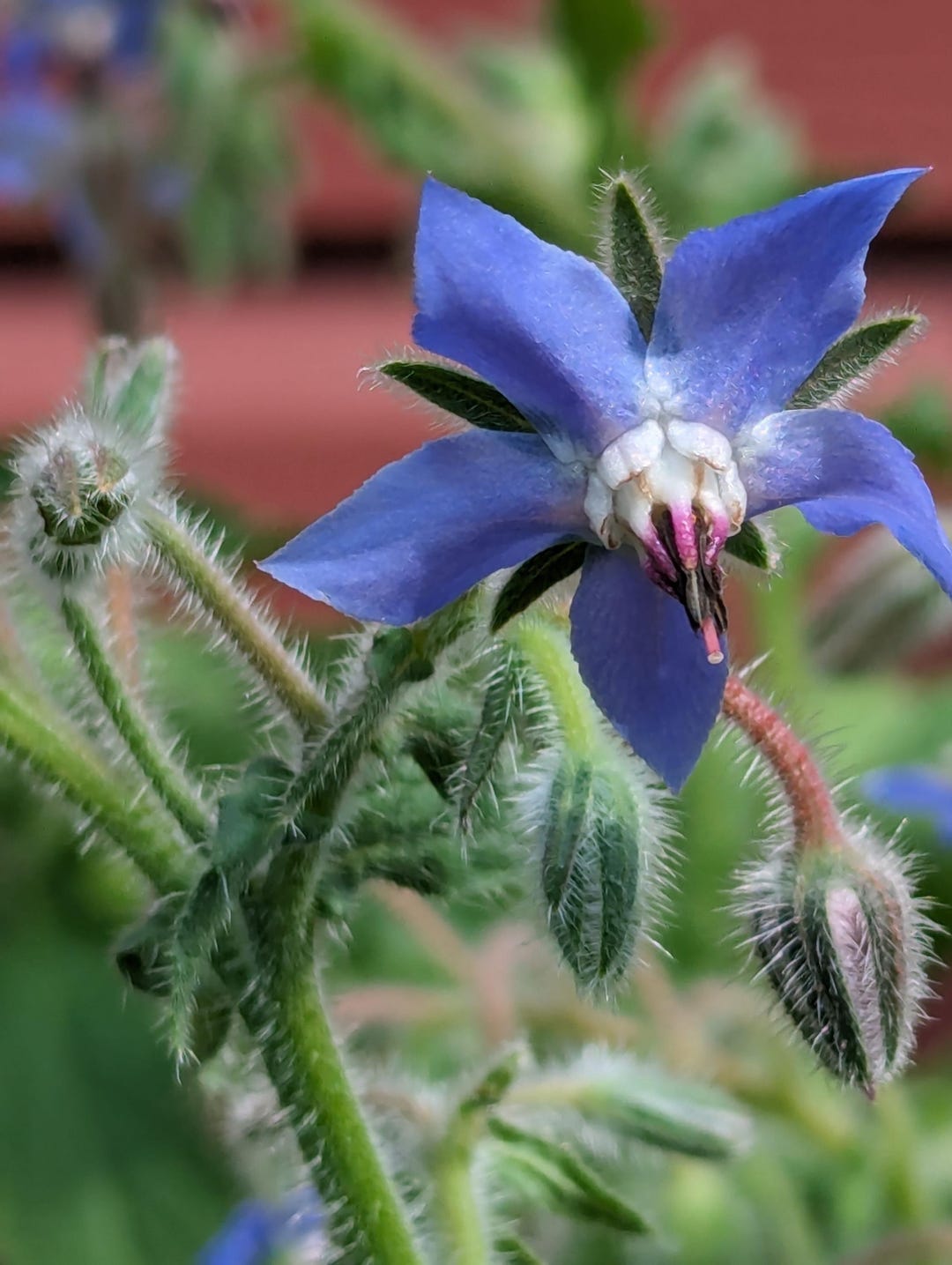 Borage Flower Seeds Blue Borage Flower Garden Seeds Herb Seeds ...