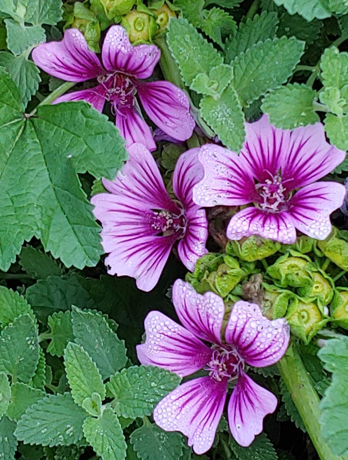 Zebrina Flower Seeds French Hollyhock Flower Seeds Perennial Flower ...