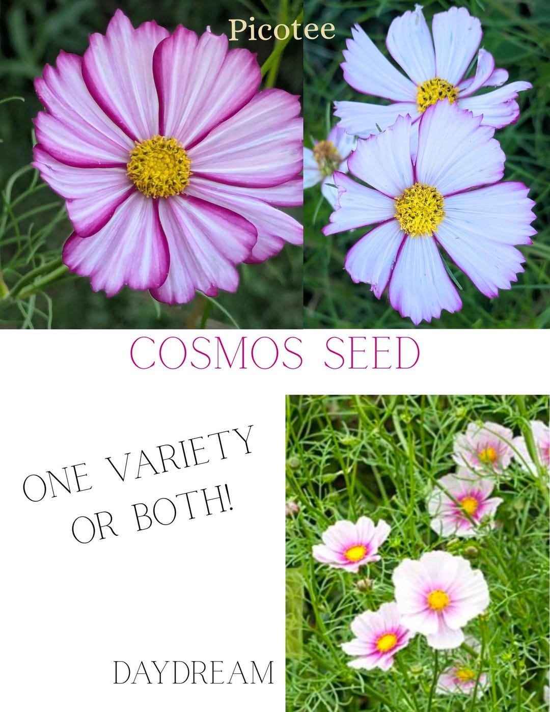 Picotee Cosmos Daydream Flower Seeds Annual Flowers Cut Flower Garden ...