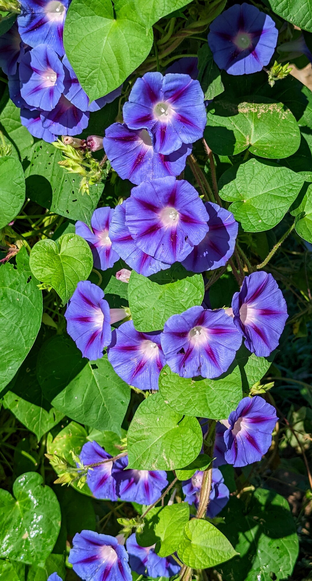 Morning Glory Flower Seeds Grandpa Ott Annual Flowering Vine Seeds Easy to Grow Flowers ...