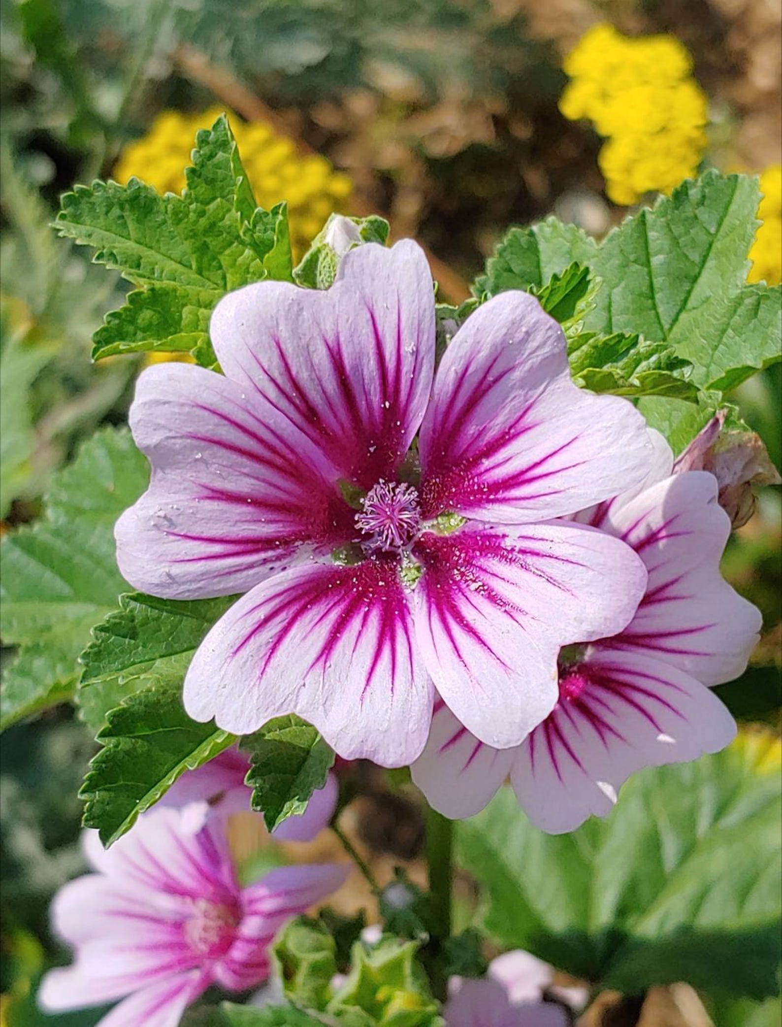 Zebrina Flower Seeds French Hollyhock Flower Seeds Perennial Flower ...
