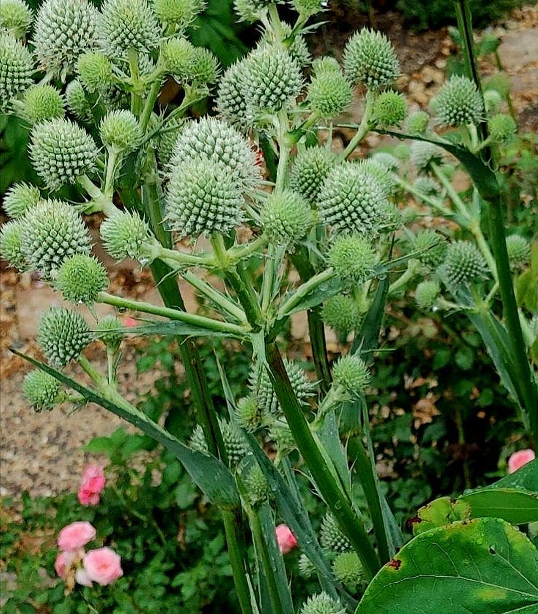 Rattlesnake Master Live Plant Start Eryngium Yuccifolium Perennial ...
