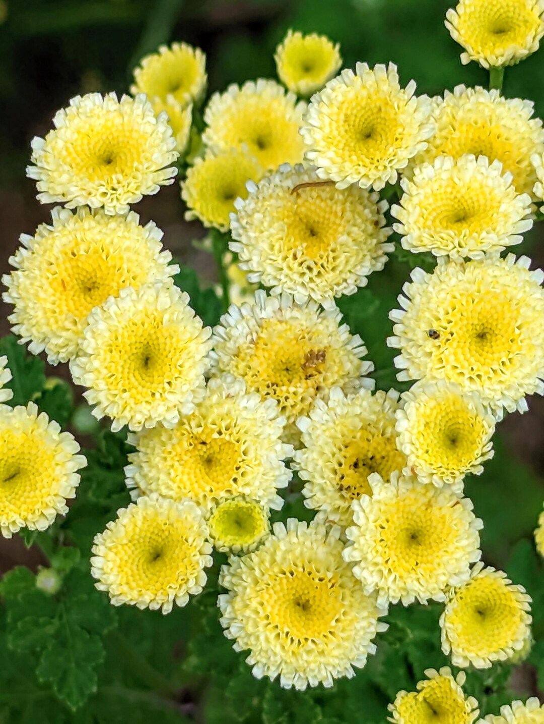 Flower Seeds Yellow Feverfew Matricaria Seeds Perennial Cut Flower ...
