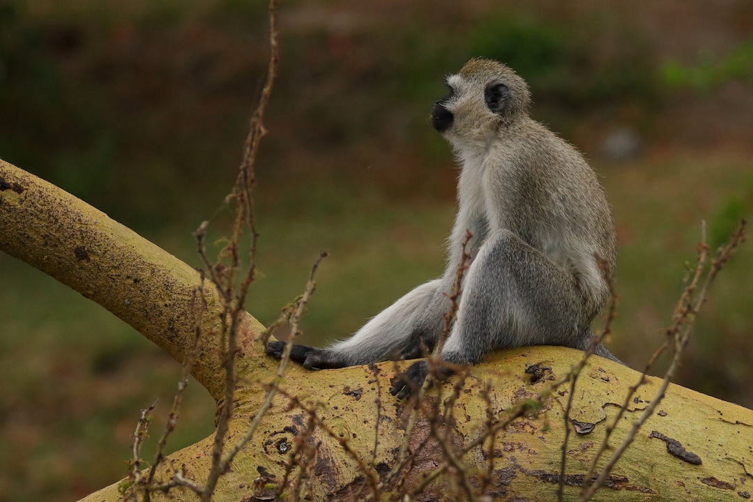 Vervet Monkey of Lake Naivasha, Observed and Captured on Lens During ...