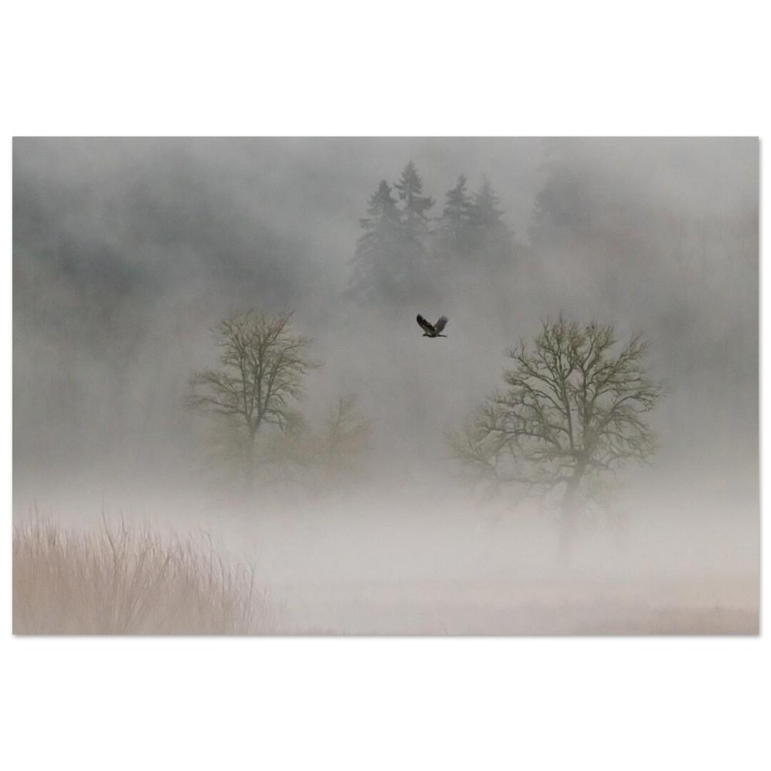 Bald Eagle Flying Through Fog, Photo Print, Poster, Wall Art, Wildlife ...