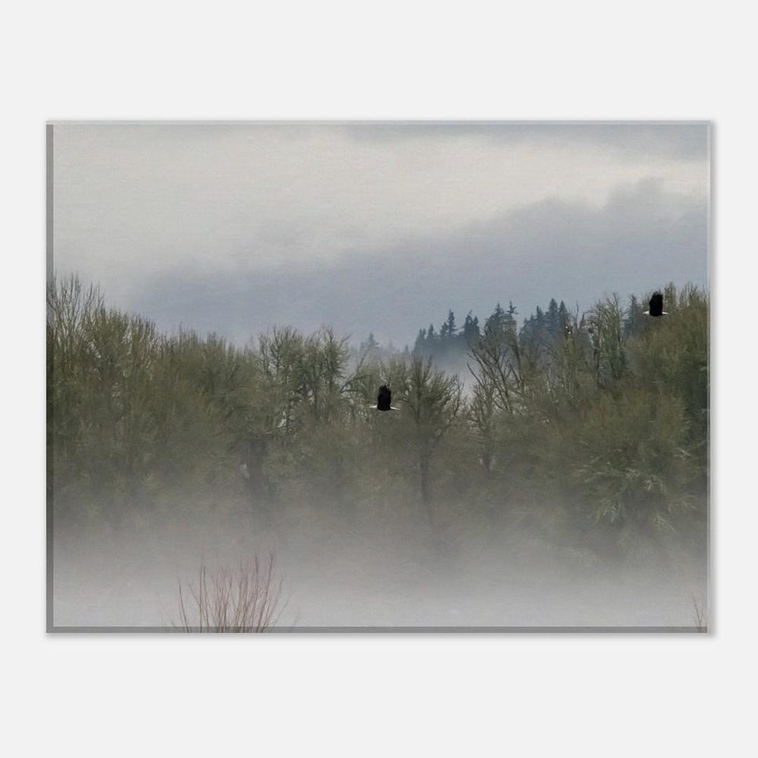 Bald Eagles Flying Through Fog, Forest, Canvas Photo Print, Wall Art ...