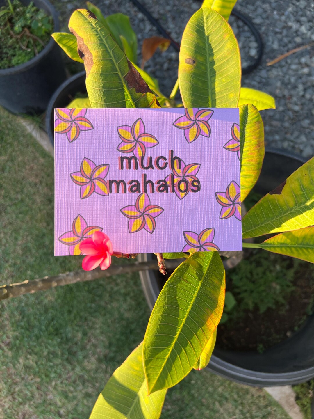 Much Mahalos and Many Thanks Plumeria Greeting Card | Hawai'i | Olelo ...
