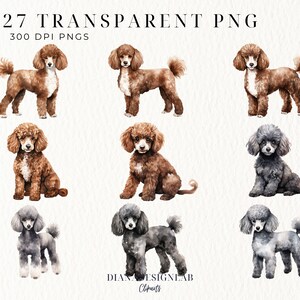 Parti Poodle Clipart, Cute Dog, Puppy Png, Animals Image, Dog Portraits ...