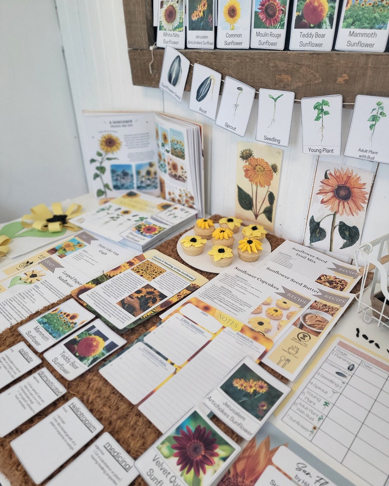 Sunflower Nature Study - Etsy