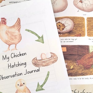 Chicken Life Cycle Nature Study - Etsy
