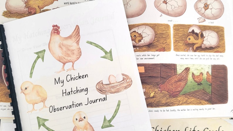 Chicken Life Cycle Nature Study - Etsy