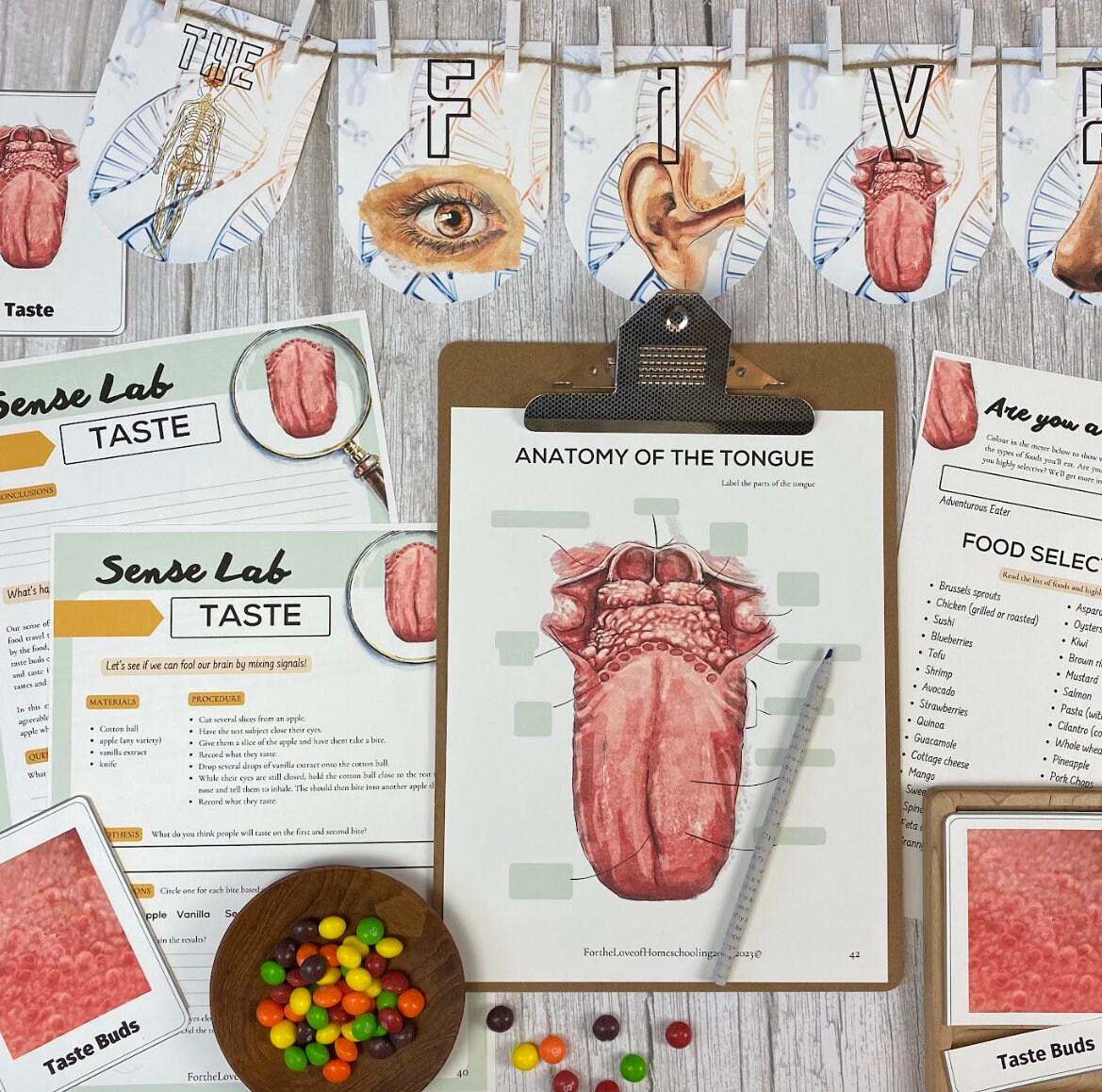 The Nervous System and the 5 Senses Nature Study - Etsy