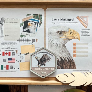 Bald Eagle Nature Study - Etsy