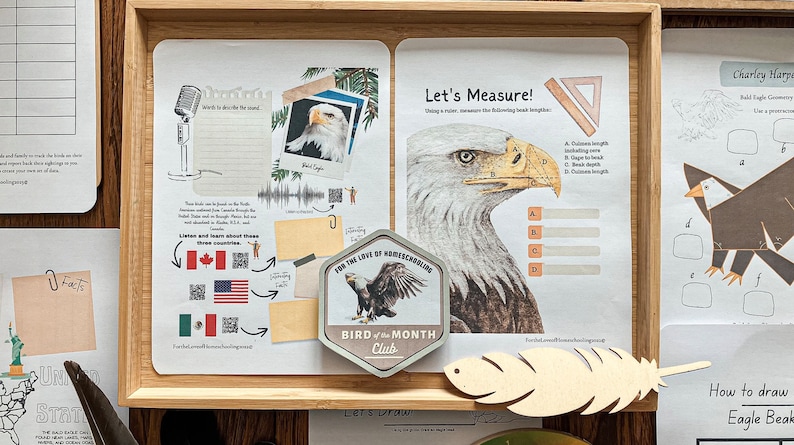 Bald Eagle Nature Study - Etsy